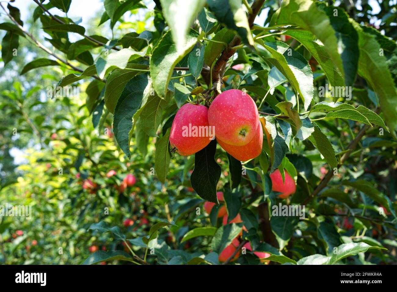 Grow mature heart fruit in the tree Stock Photo - Alamy