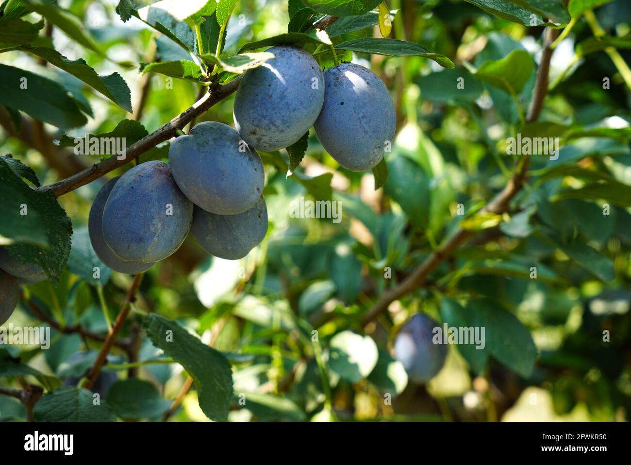 Full prune branches Stock Photo - Alamy