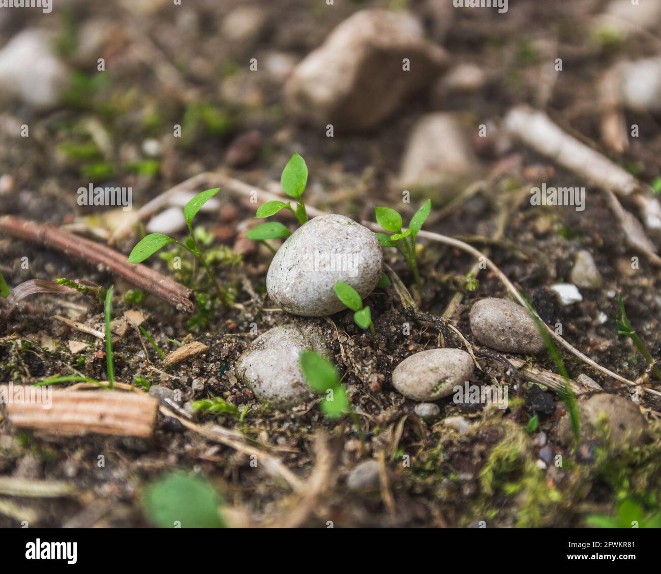 Pebble groundcover hi-res stock photography and images - Alamy