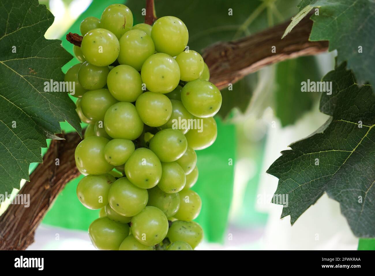 The sun rose grape of maturity in the tree growth Stock Photo - Alamy