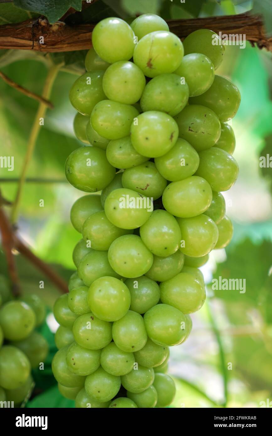 The sun rose grape of maturity in the tree growth Stock Photo - Alamy