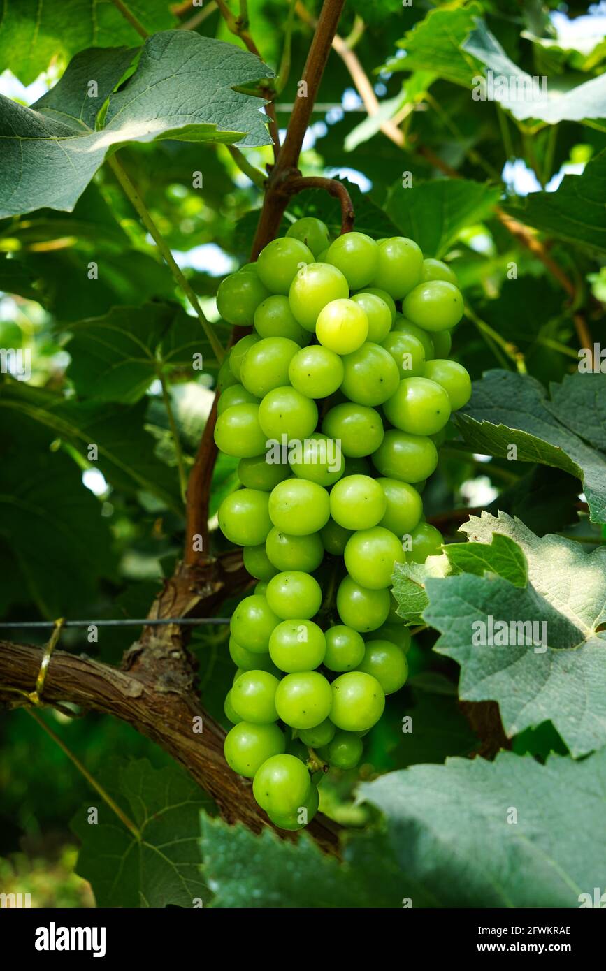 The sun rose grape of maturity in the tree growth Stock Photo - Alamy