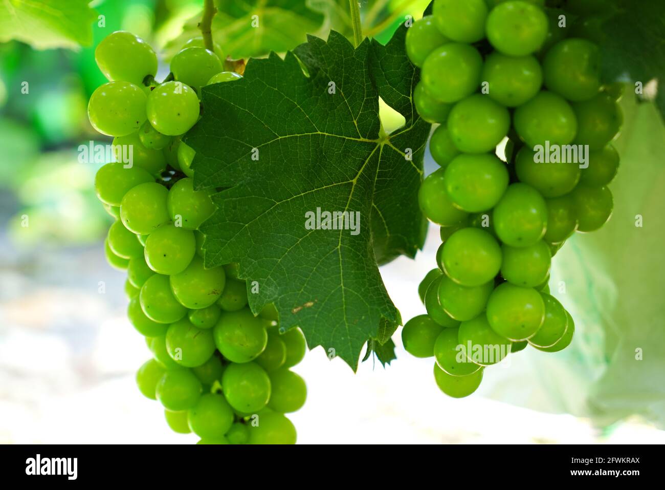 The sun rose grape of maturity in the tree growth Stock Photo - Alamy
