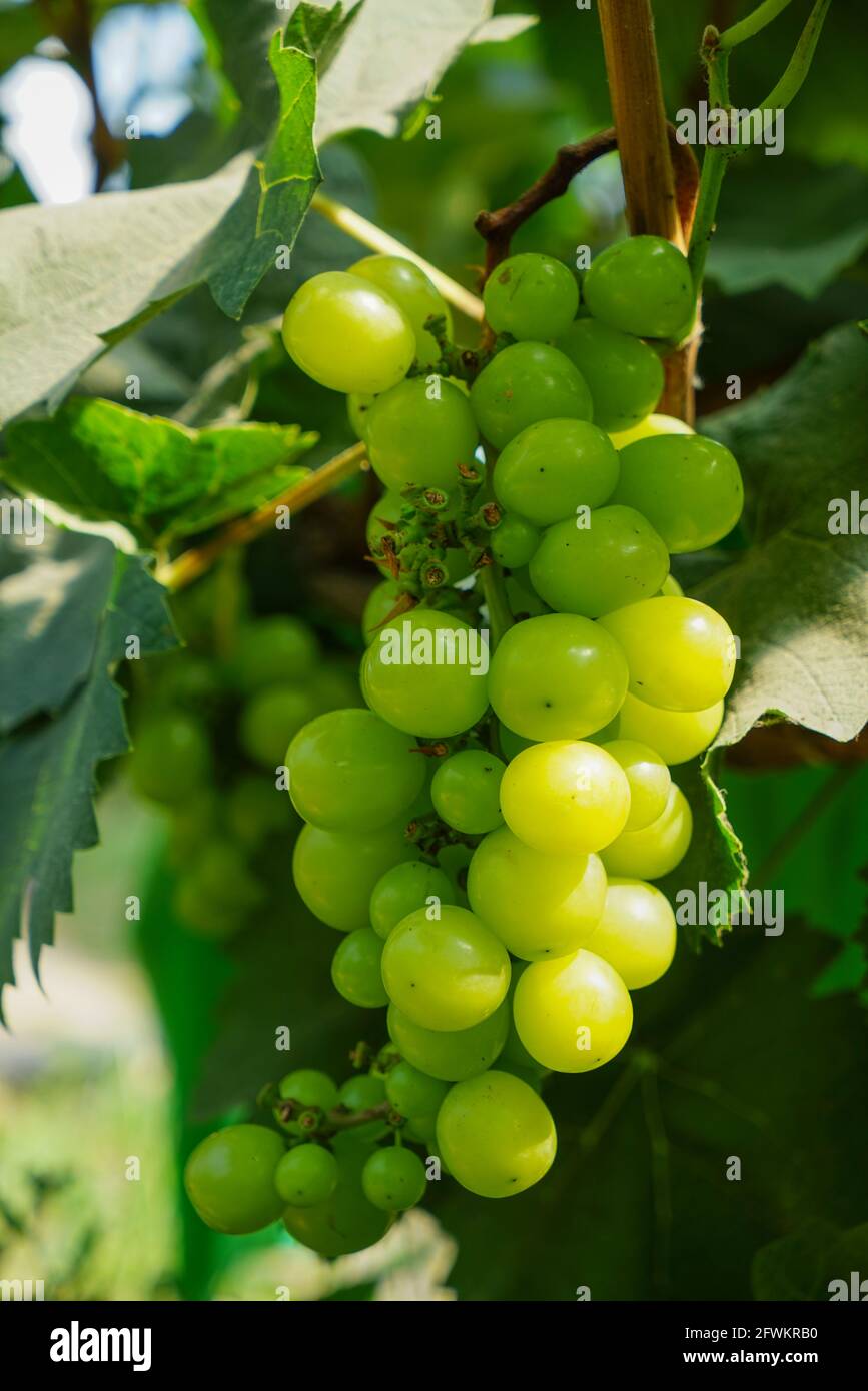 The sun rose grape of maturity in the tree growth Stock Photo - Alamy