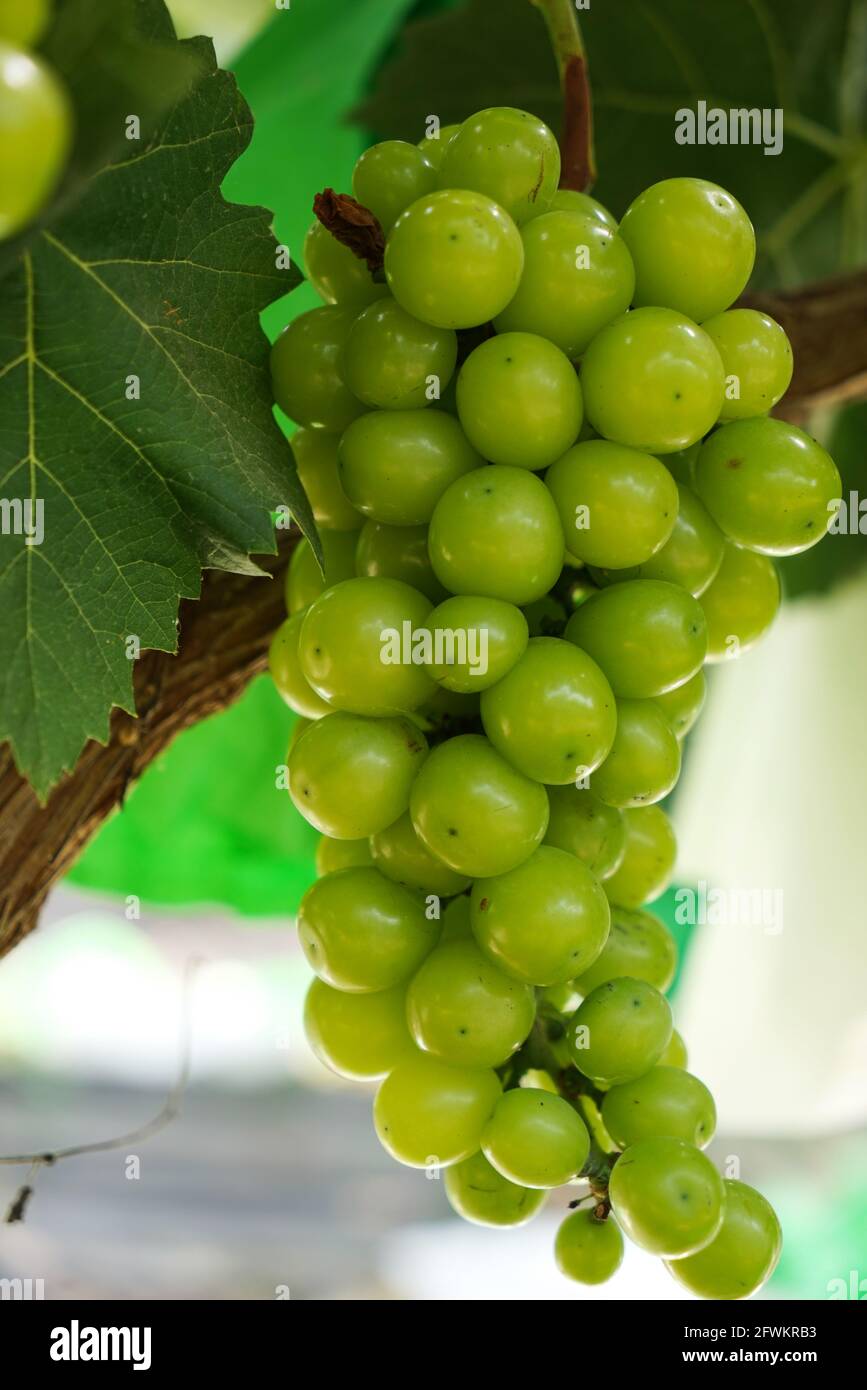 The sun rose grape of maturity in the tree growth Stock Photo - Alamy