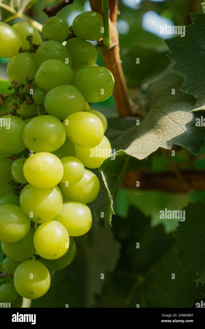 Mature green grapes Stock Photo - Alamy