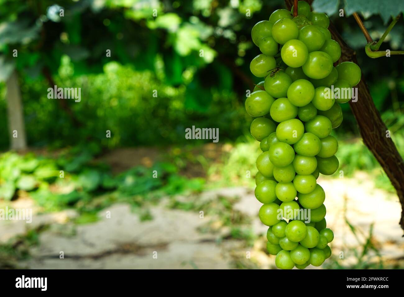 The sun rose grape of maturity in the tree growth Stock Photo - Alamy