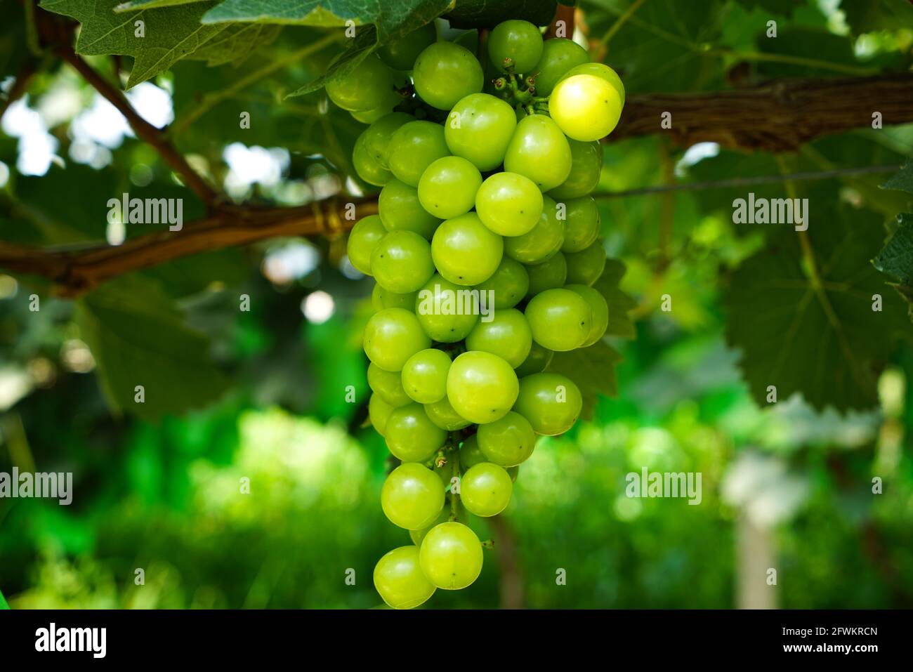The sun rose grape of maturity in the tree growth Stock Photo - Alamy