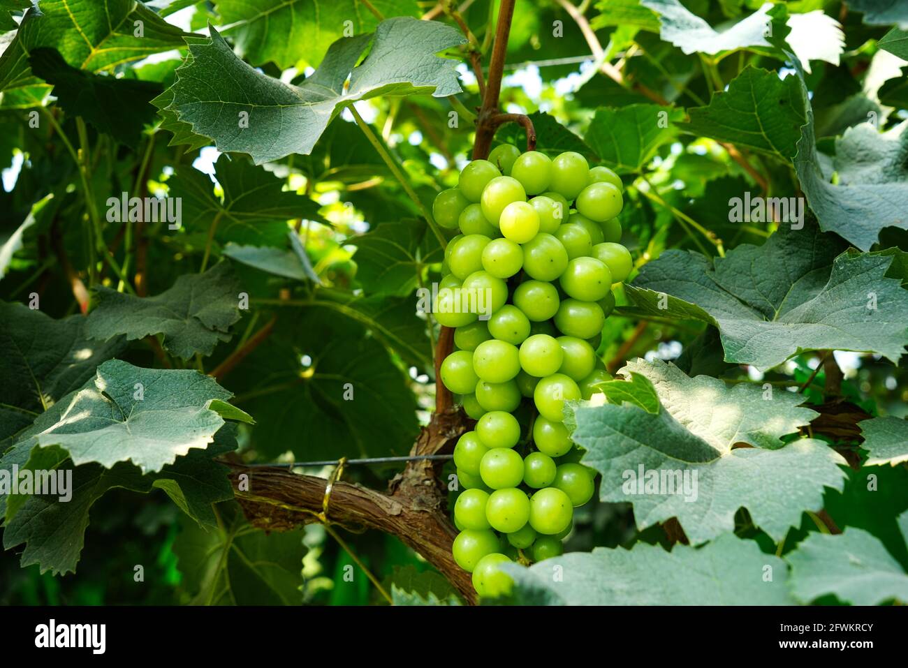 The sun rose grape of maturity in the tree growth Stock Photo - Alamy
