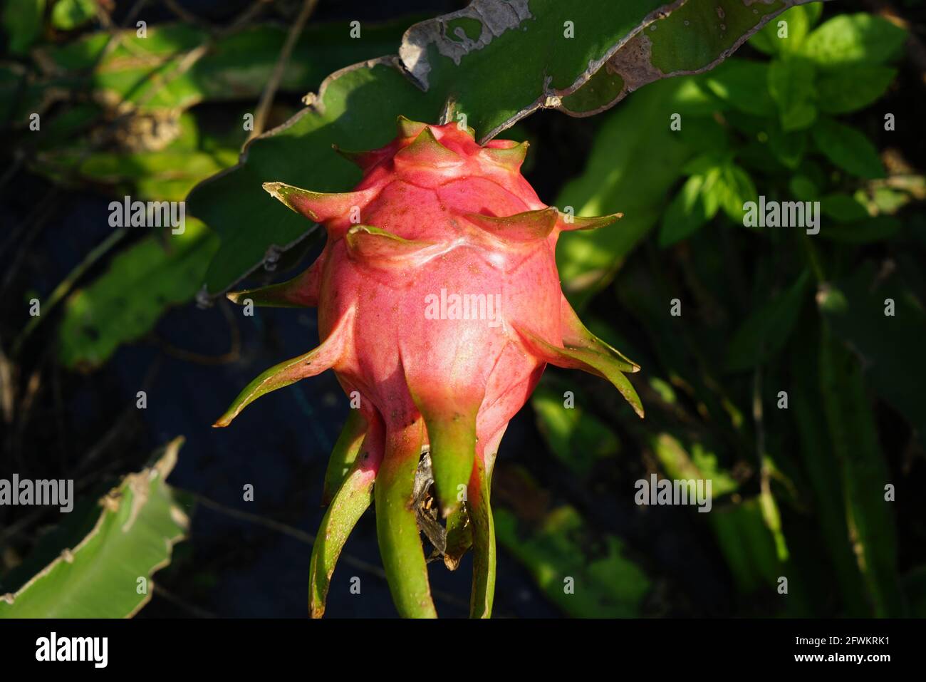 Pitaya pictures hi-res stock photography and images - Alamy