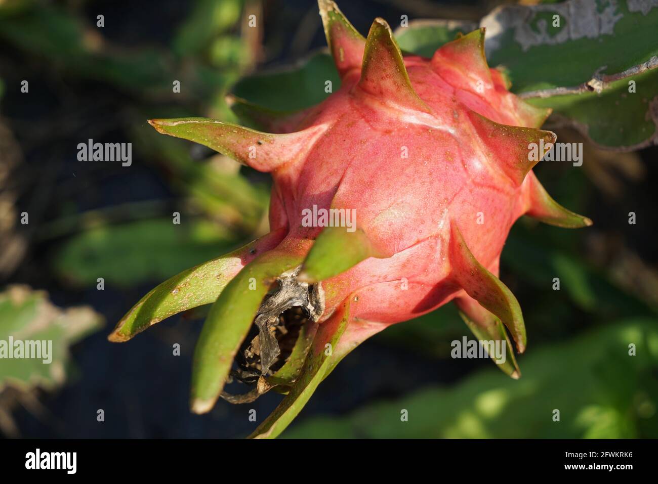 Pictures pitaya hi-res stock photography and images - Alamy