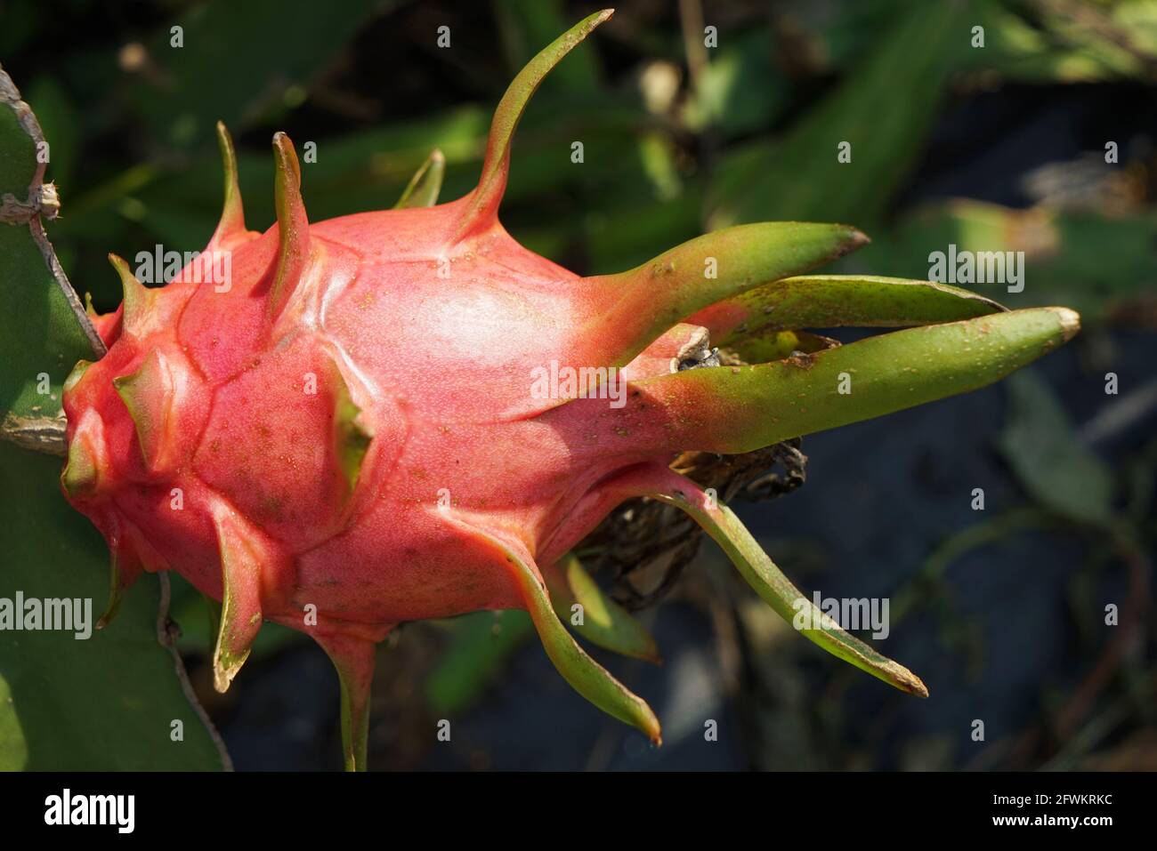 Pitaya plantation hi-res stock photography and images - Alamy