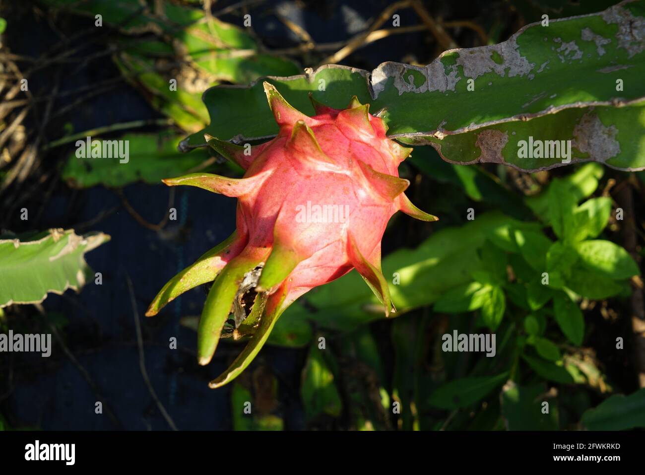 Pitaya pictures hi-res stock photography and images - Alamy