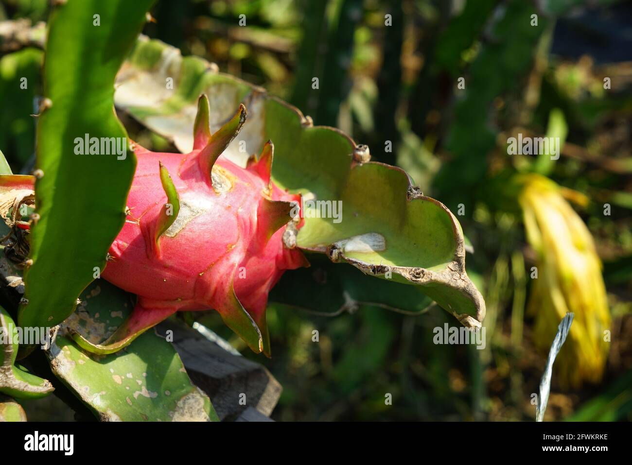 Pitaya pictures hi-res stock photography and images - Alamy