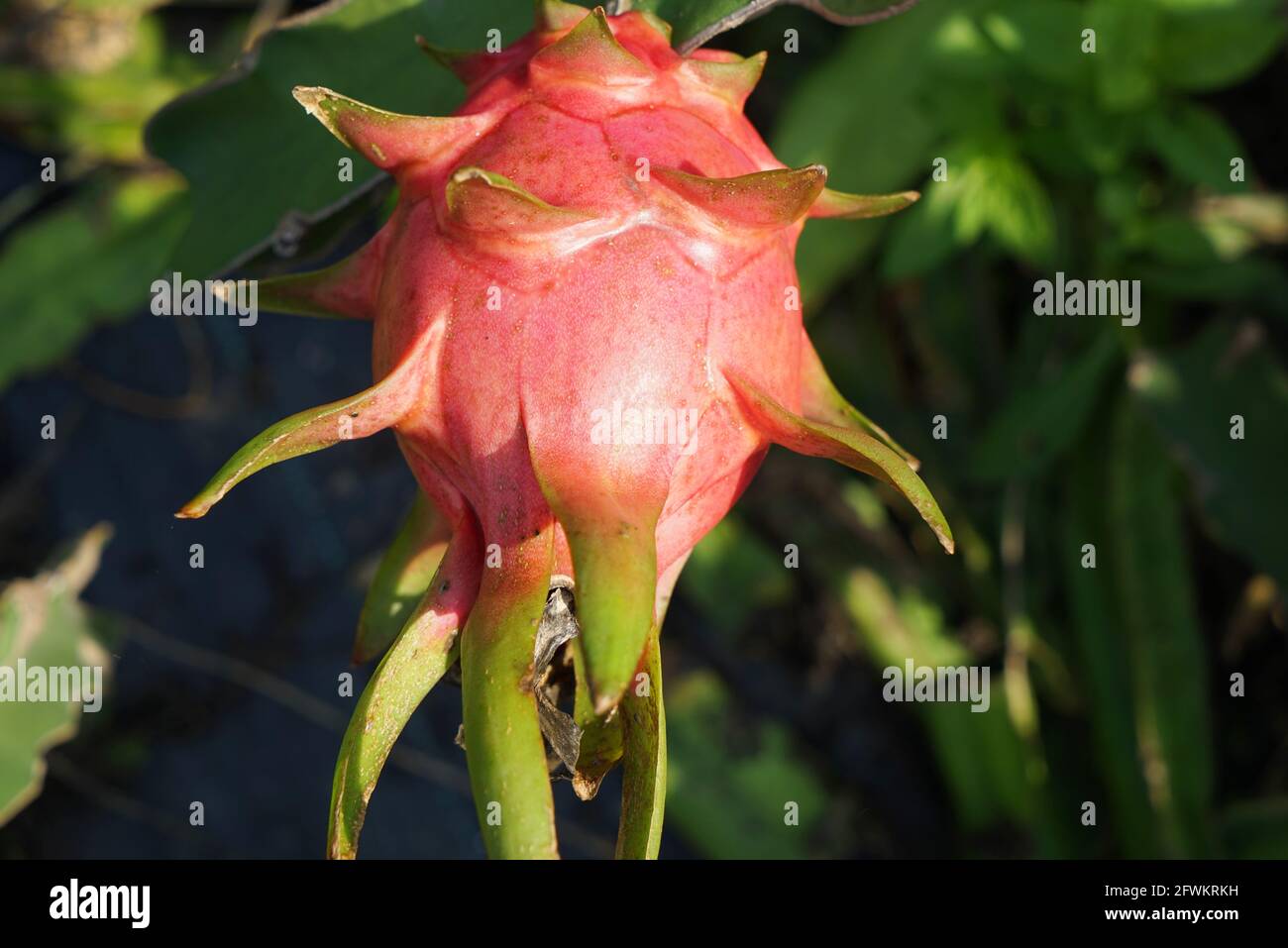 Pitaya pictures hi-res stock photography and images - Alamy