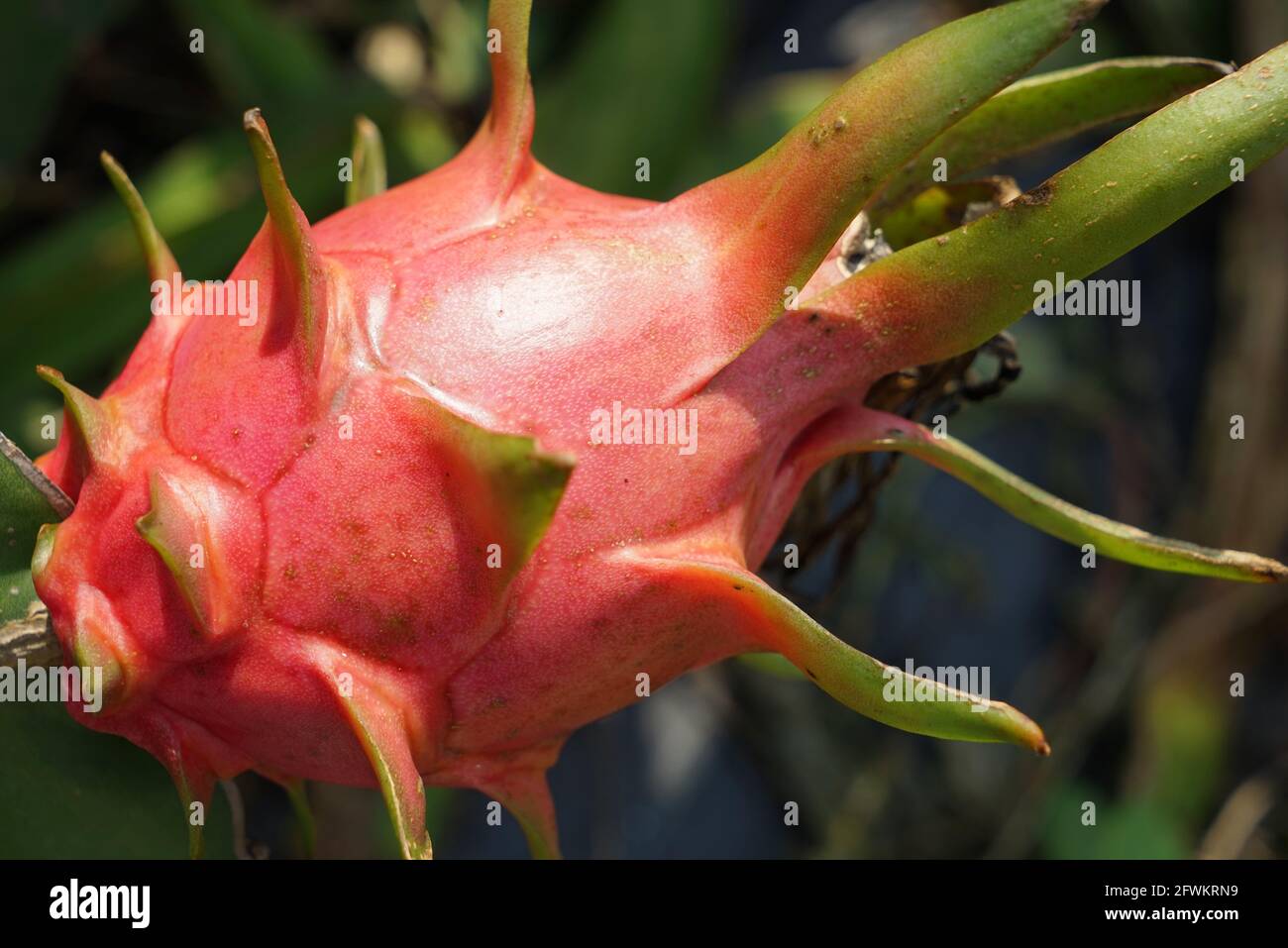 Pitaya pictures hi-res stock photography and images - Alamy