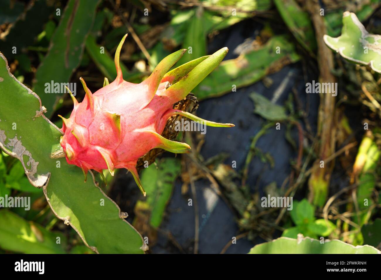 Pitaya pictures hi-res stock photography and images - Alamy