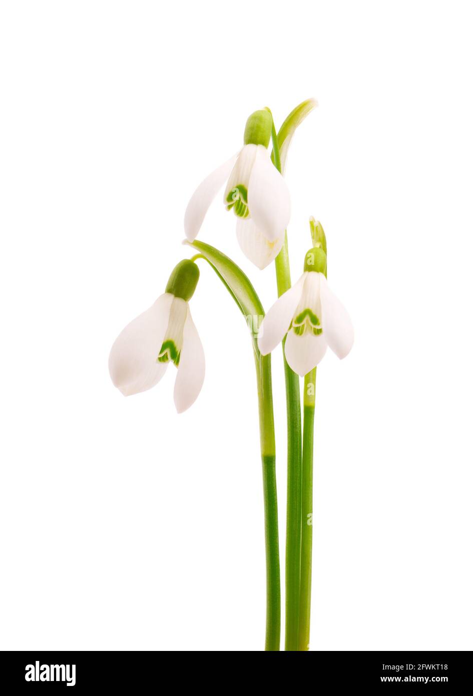 Snowdrop flowers isolated on white background. Beautiful spring flowers ...