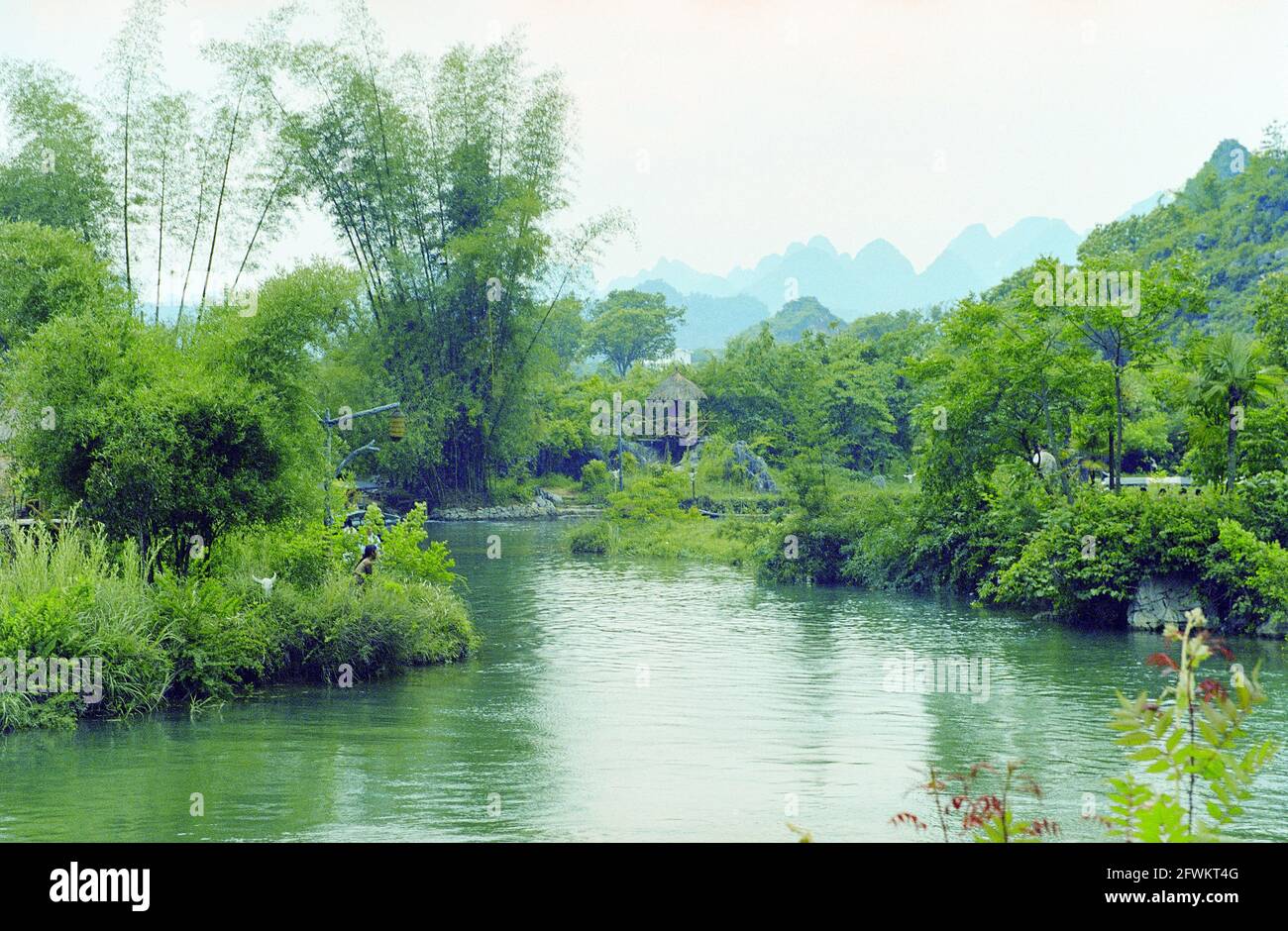 Guangxi guilin yangshuo big banyan tree scenic area Stock Photo - Alamy