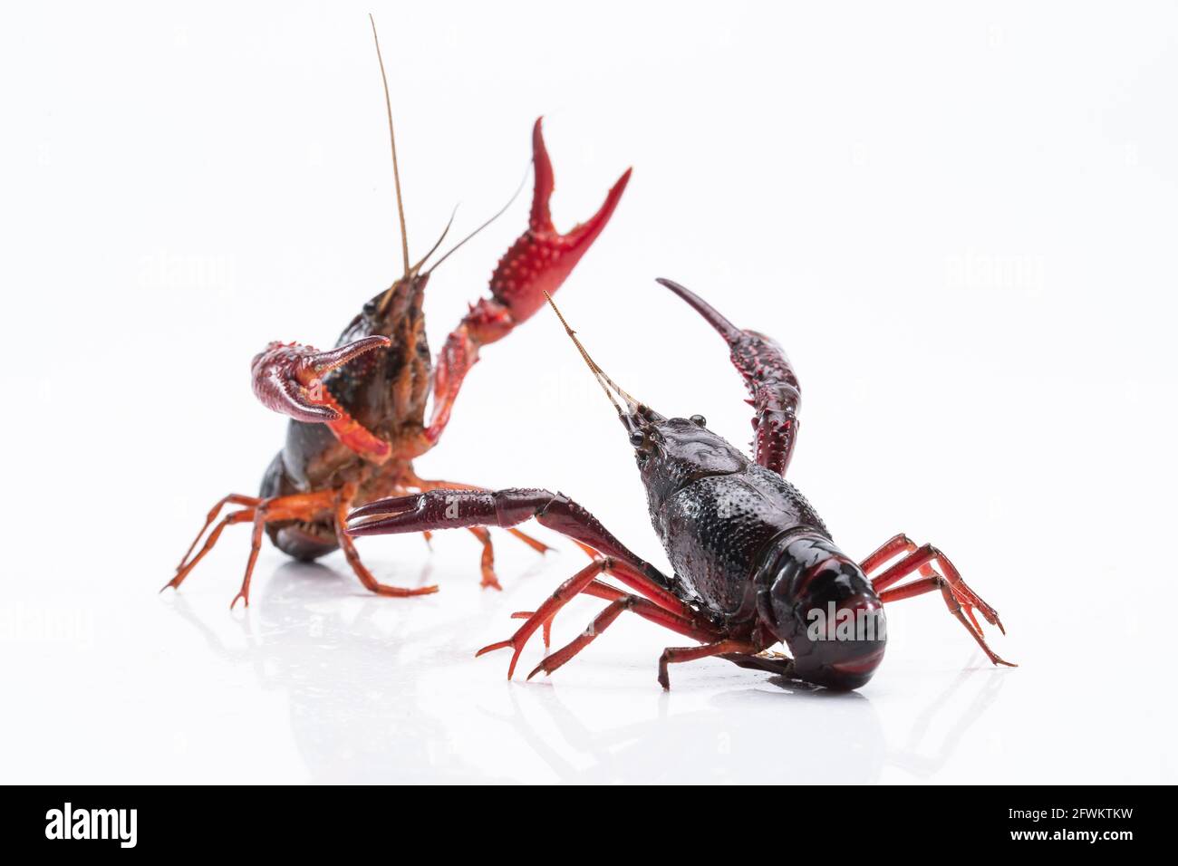 Crawfish industry hi-res stock photography and images - Alamy