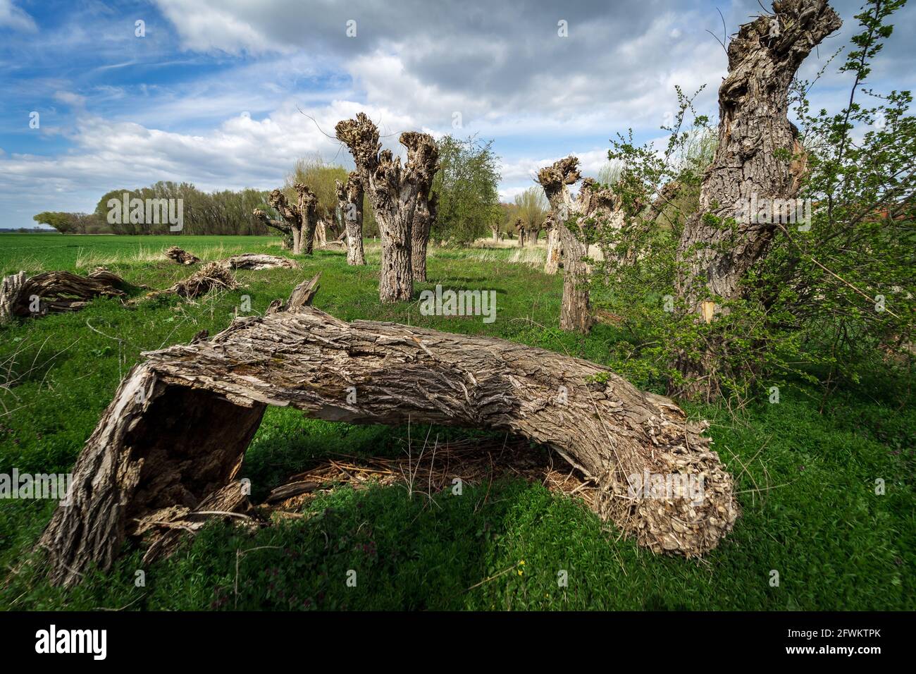 Old willow pollard hi-res stock photography and images - Alamy