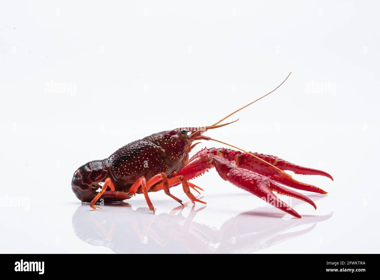 Crawfish industry hi-res stock photography and images - Alamy