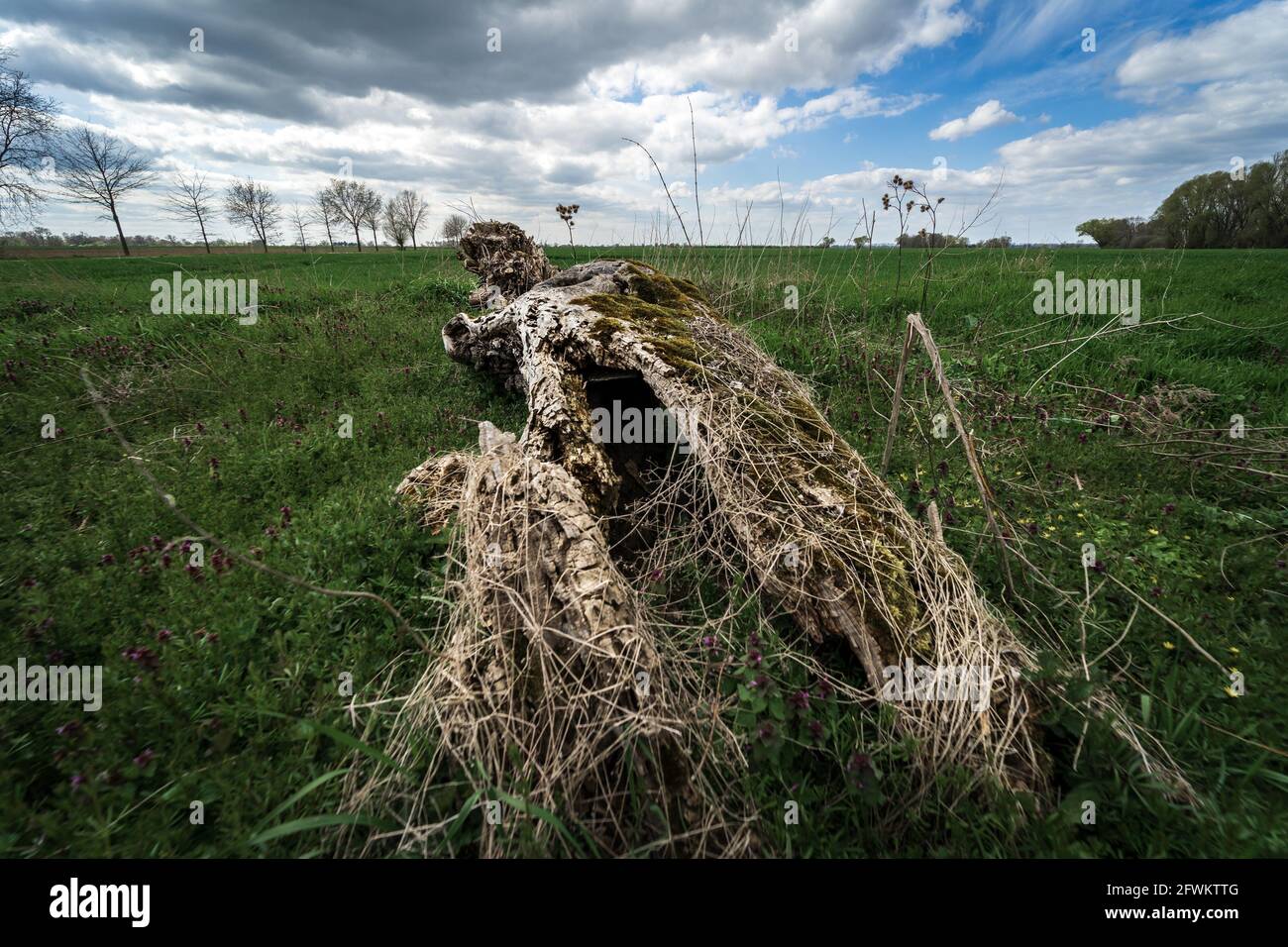Old willow pollard hi-res stock photography and images - Alamy