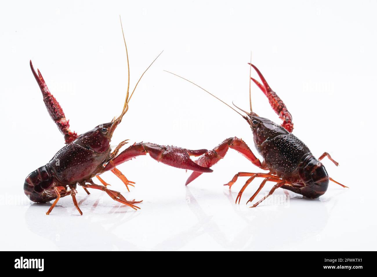 Sea crawfish Cut Out Stock Images & Pictures - Alamy