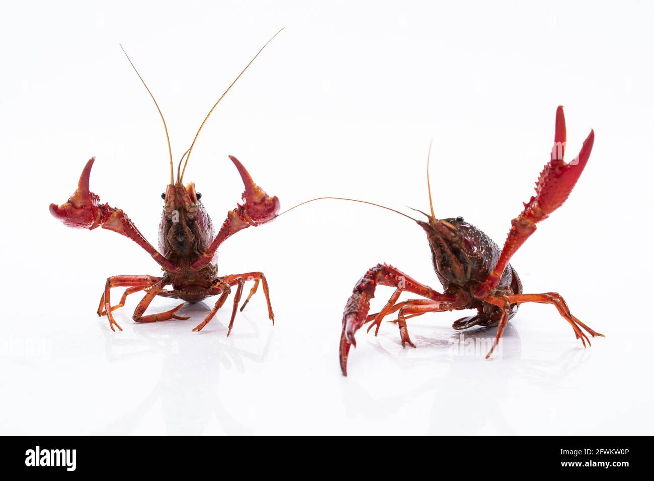 Crawfish industry Cut Out Stock Images & Pictures - Alamy
