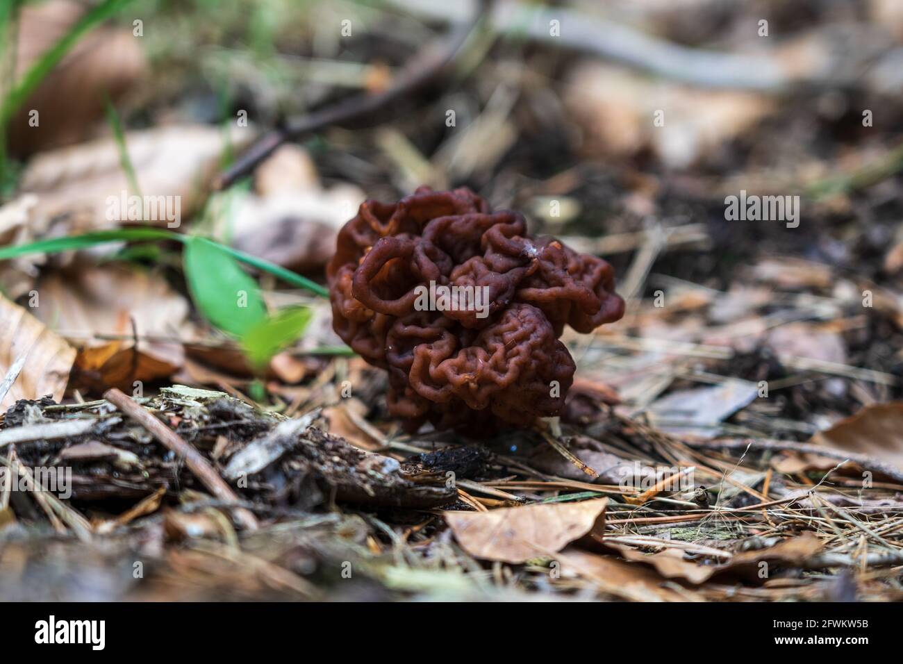The first spring mushrooms - Gyromitra esculenta Stock Photo - Alamy