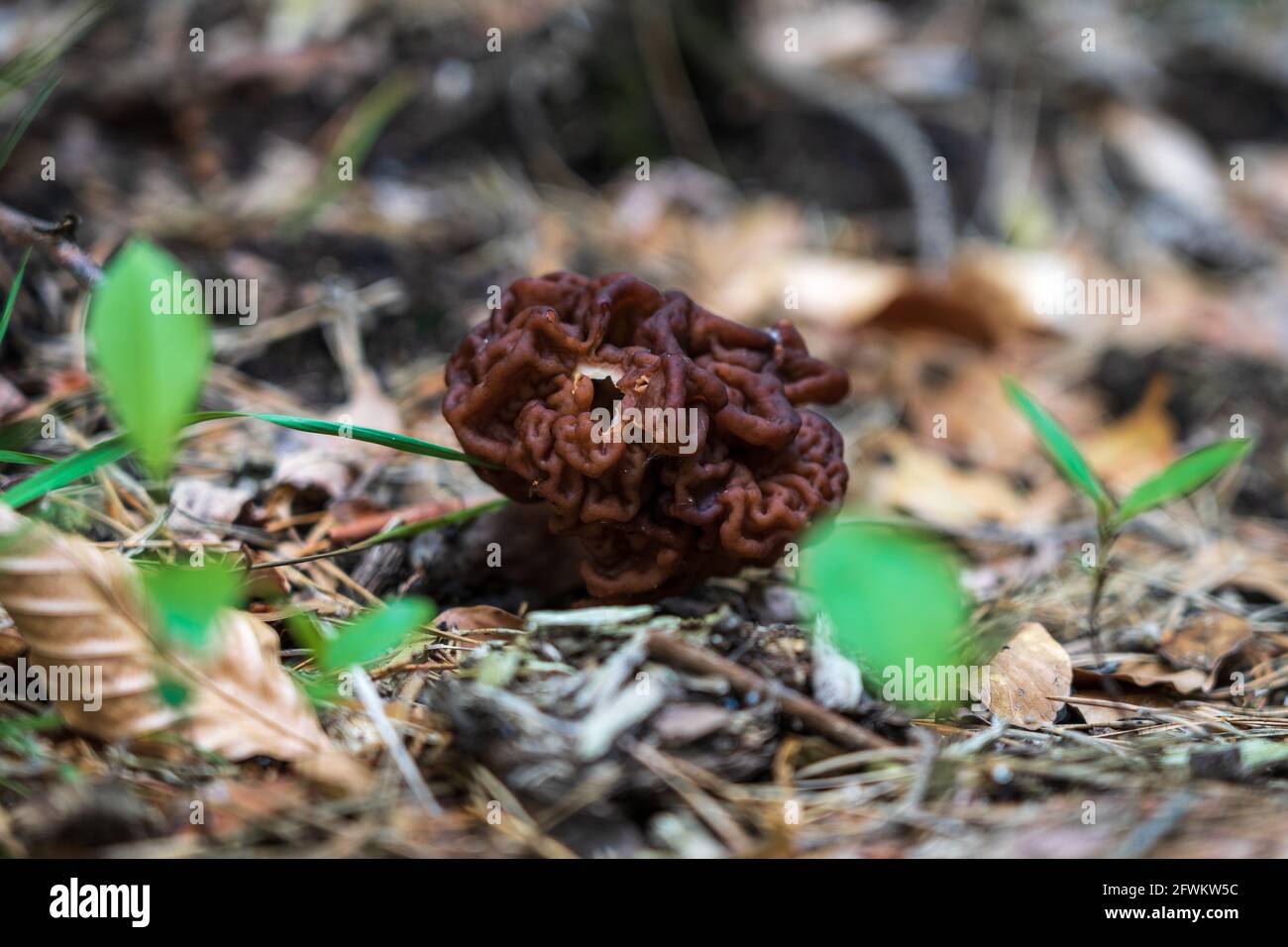 The first spring mushrooms - Gyromitra esculenta Stock Photo - Alamy
