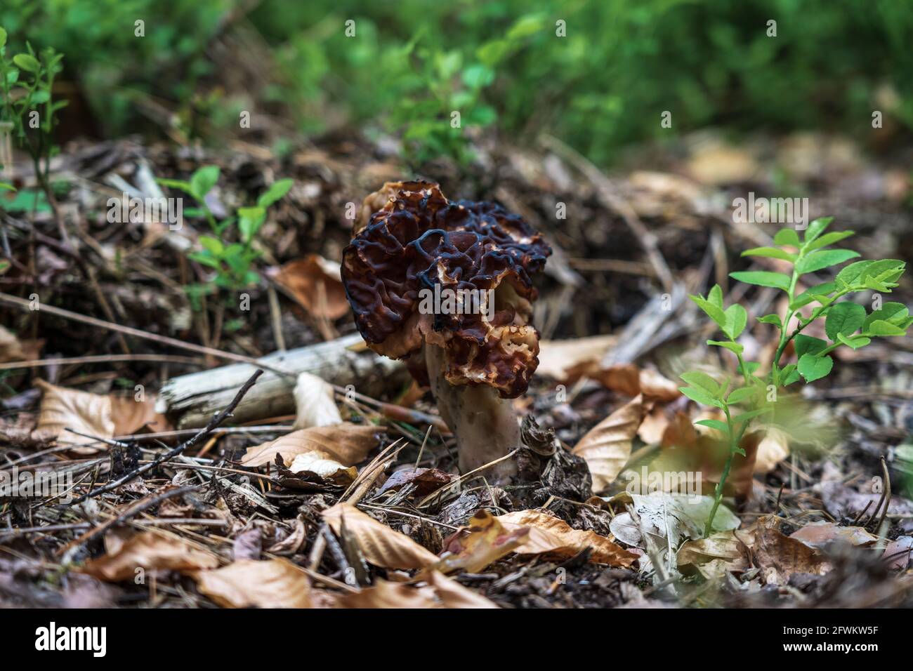 Helvella esculenta hi-res stock photography and images - Alamy