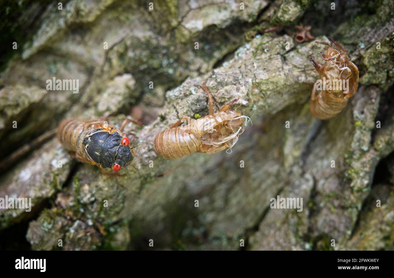 UNITED STATES - 05-23-21: Every 17 years, Brood X cicada nymphs tunnel ...