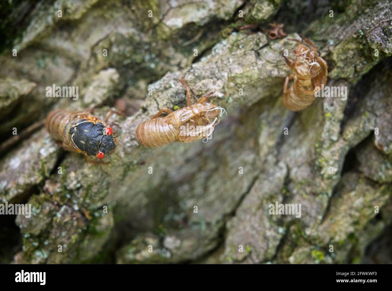 UNITED STATES - 05-23-21: Every 17 years, Brood X cicada nymphs tunnel ...