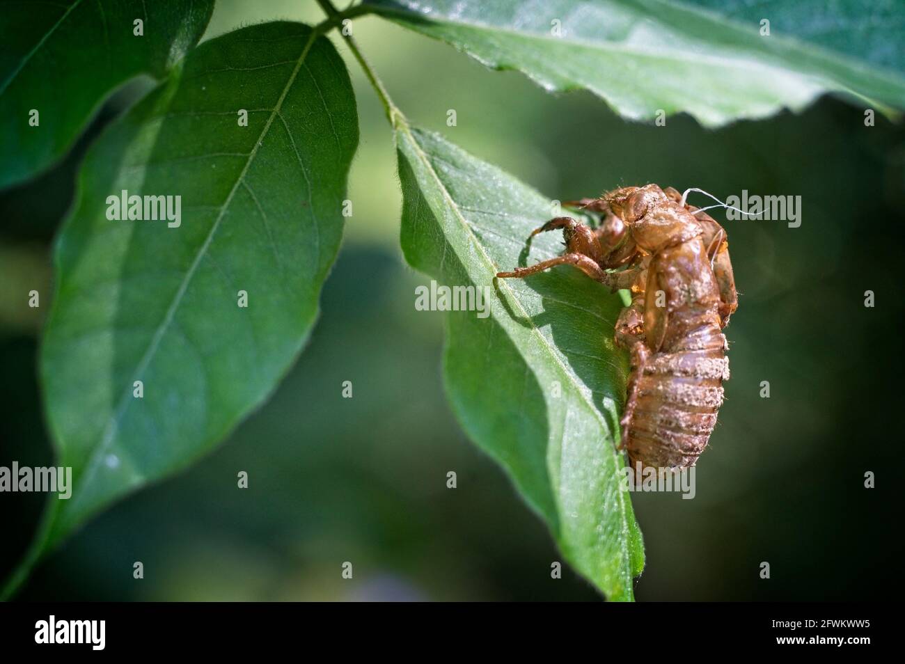 Cicada nymphs hi-res stock photography and images - Alamy