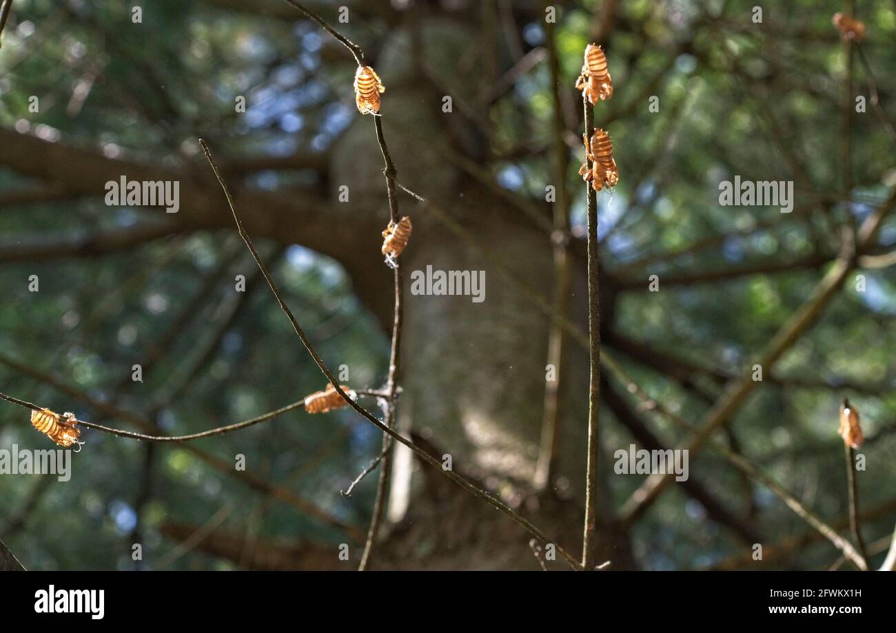 UNITED STATES - 05-23-21: Every 17 years, Brood X cicada nymphs tunnel ...