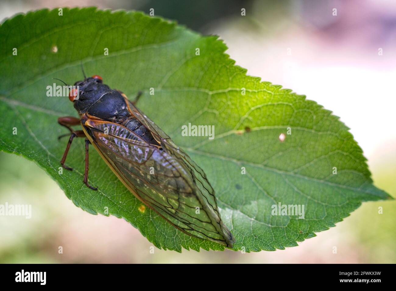 UNITED STATES - 05-23-21: Every 17 years, Brood X cicada nymphs tunnel ...