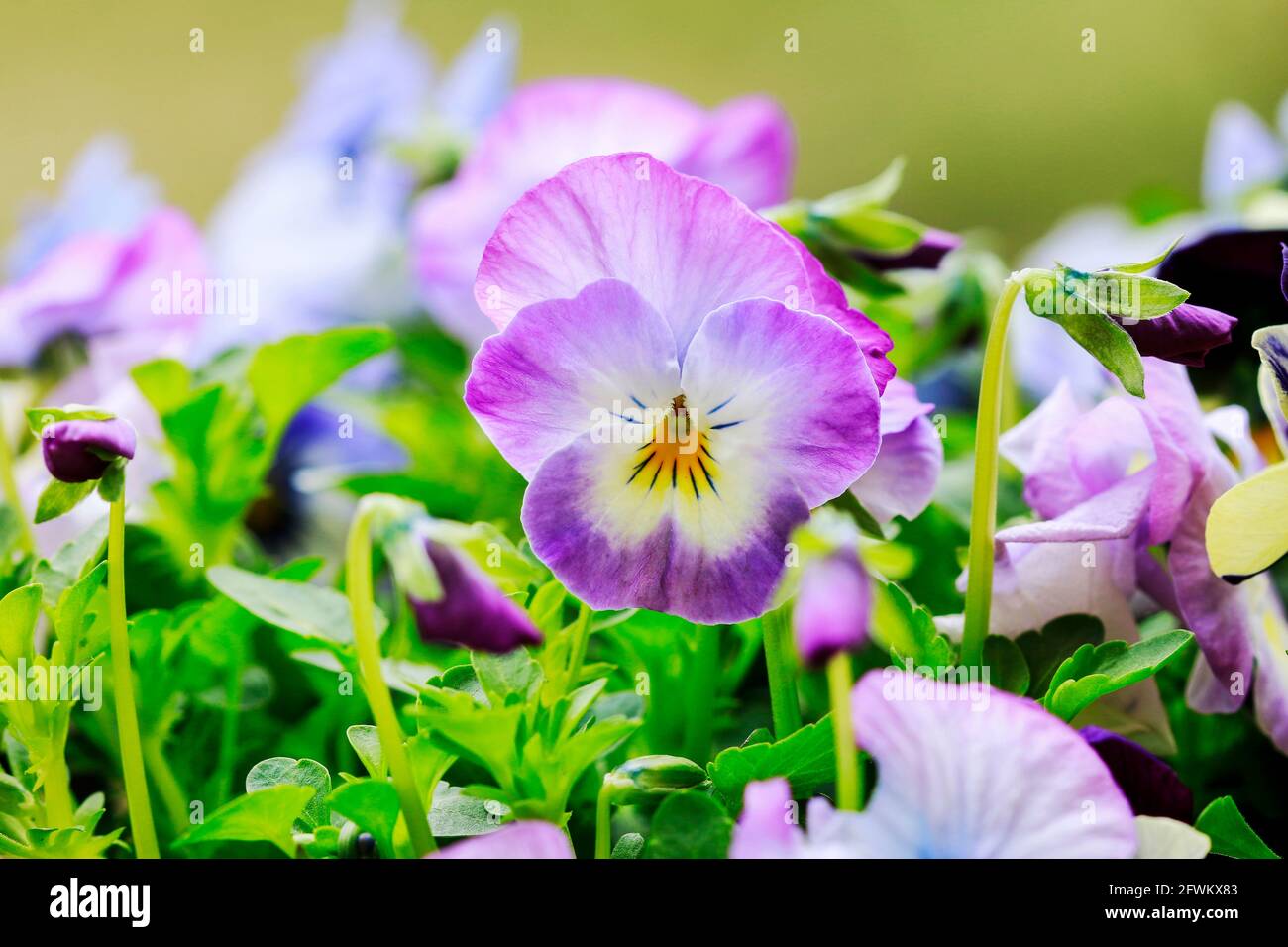 Beautiful pansy flowers in the garden. Spring time Stock Photo - Alamy