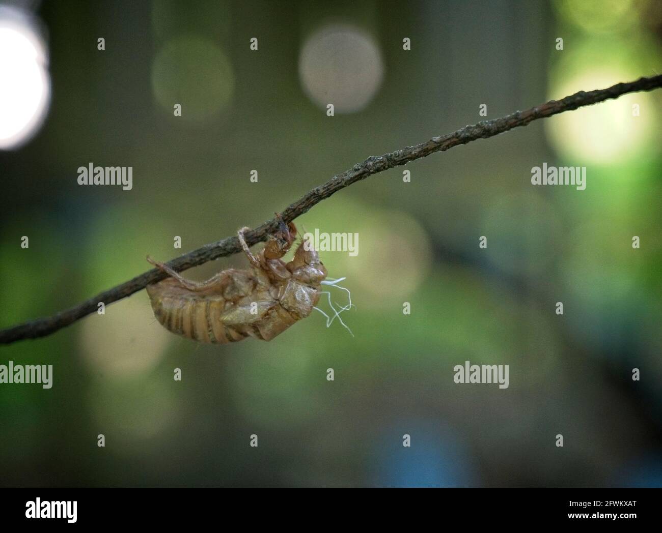 UNITED STATES - 05-23-21: Every 17 years, Brood X cicada nymphs tunnel ...