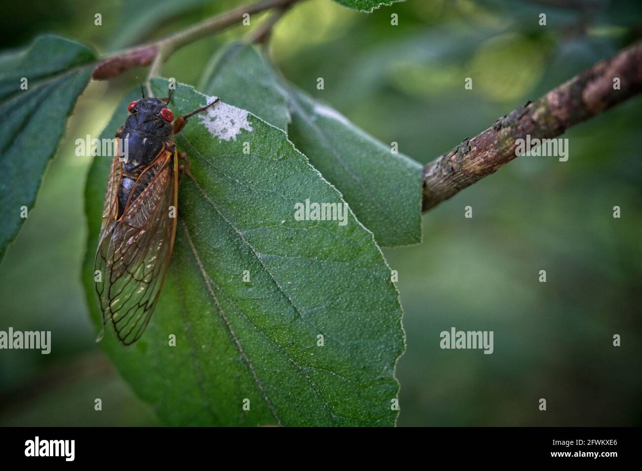 Wingless insects hi-res stock photography and images - Alamy