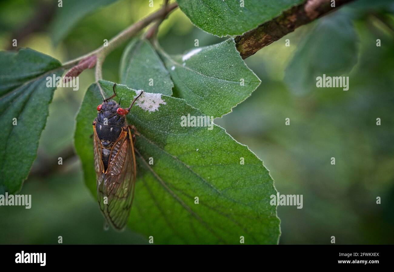 UNITED STATES - 05-23-21: Every 17 years, Brood X cicada nymphs tunnel ...