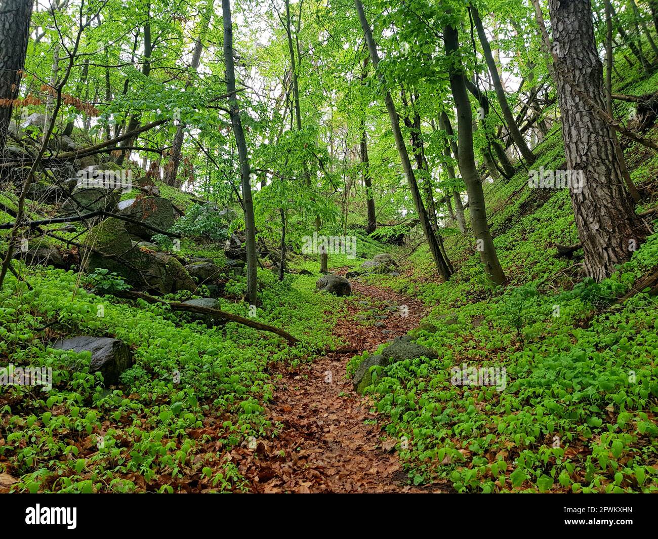 walk through the woods narrow path trees Stock Photo - Alamy