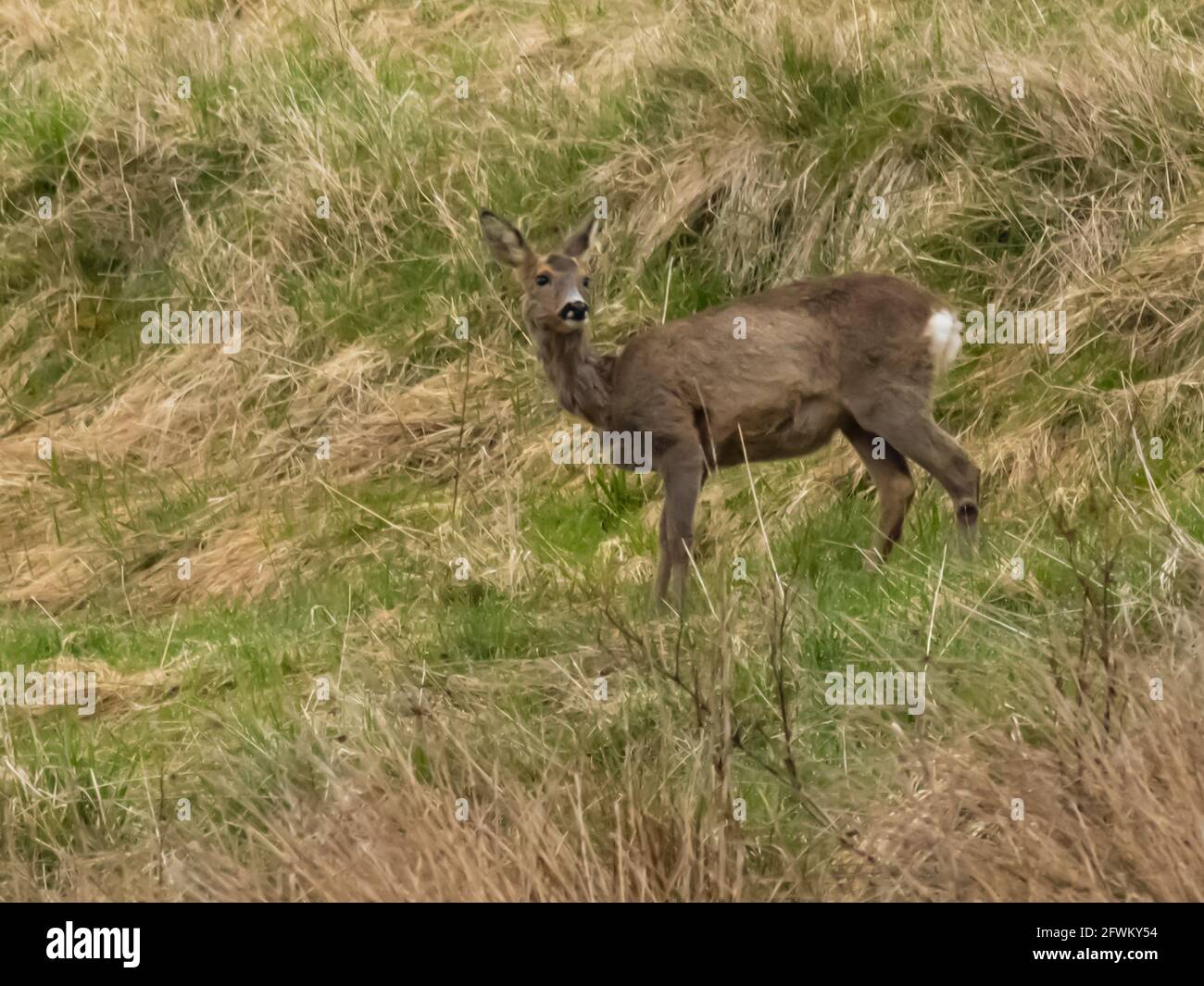 A doe Roe Deer (Capreolus capreolus), also known as the Roe, Western ...