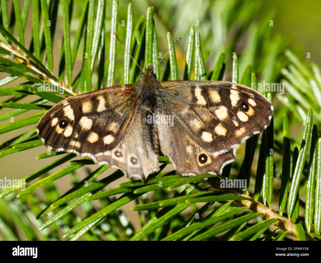Scottish butterfly hi-res stock photography and images - Alamy