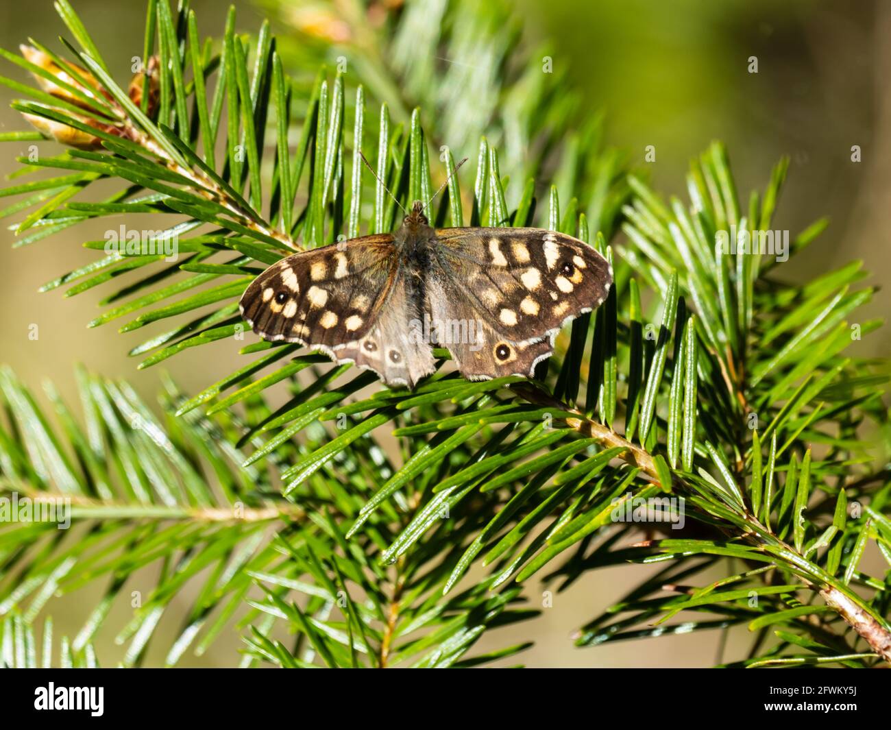 Scottish butterfly hi-res stock photography and images - Alamy