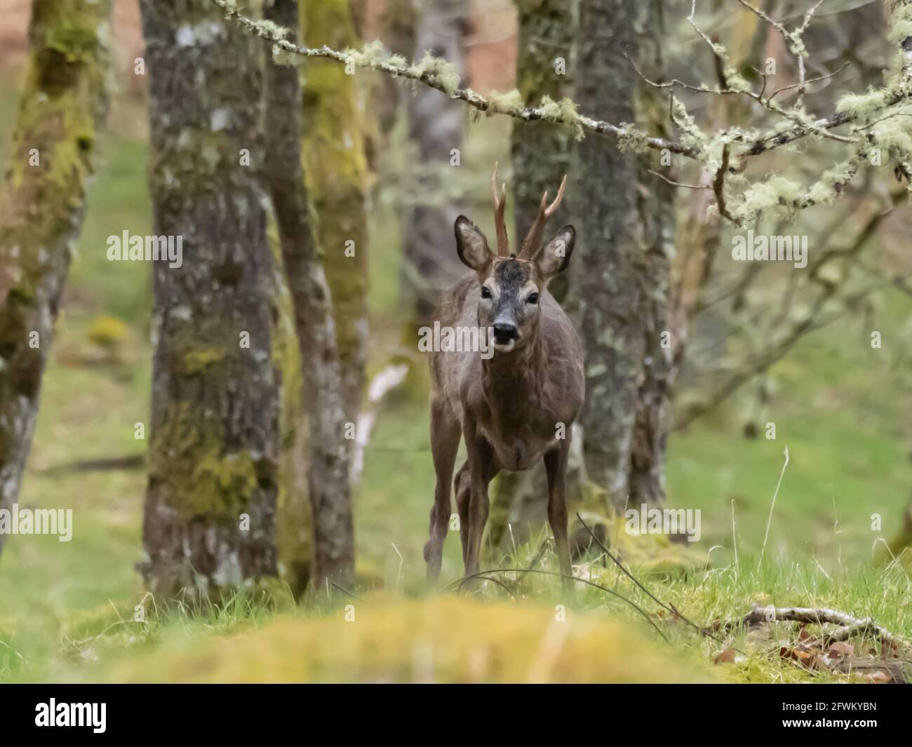 A buck Roe Deer (Capreolus capreolus), also known as the Roe, Western ...