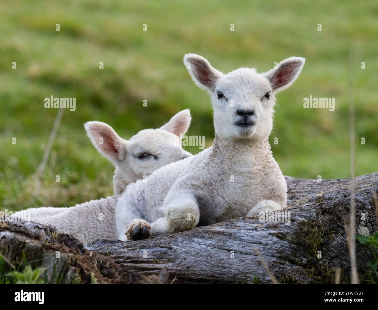 Two sheep ovis aries hi-res stock photography and images - Alamy