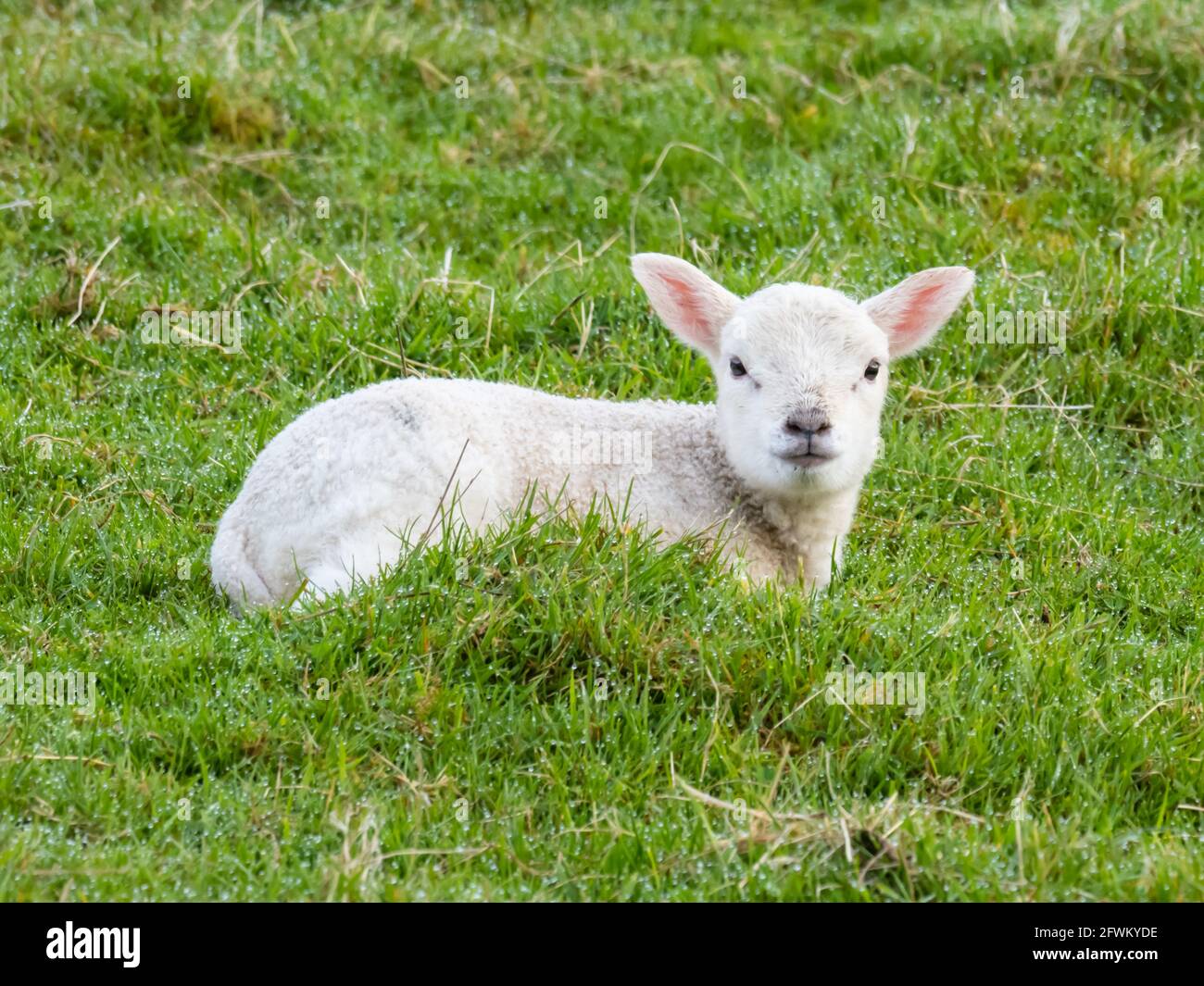 A single lamb (Ovis aries) enjoying the spring sunshine Stock Photo - Alamy