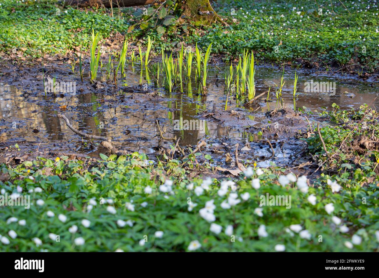 a small swamp in the forest, the formation of swamps, ecology Stock ...