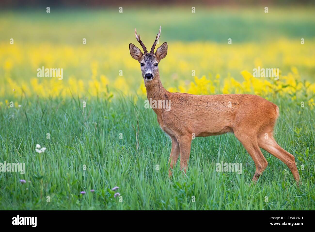 Curious roe deer with antlers standing among wildflowers on farmland in ...